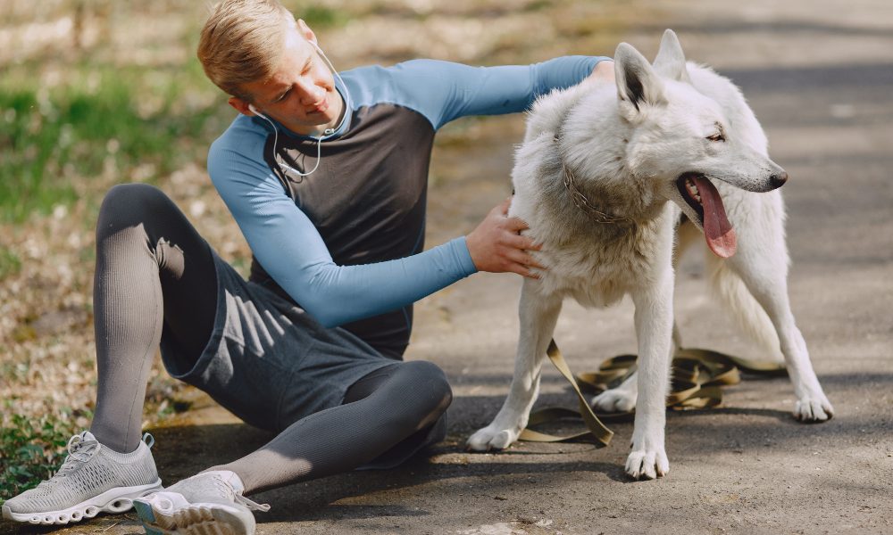 How to Train an Alpha Dog? 5 Vet-Approved Tips That Actually Work